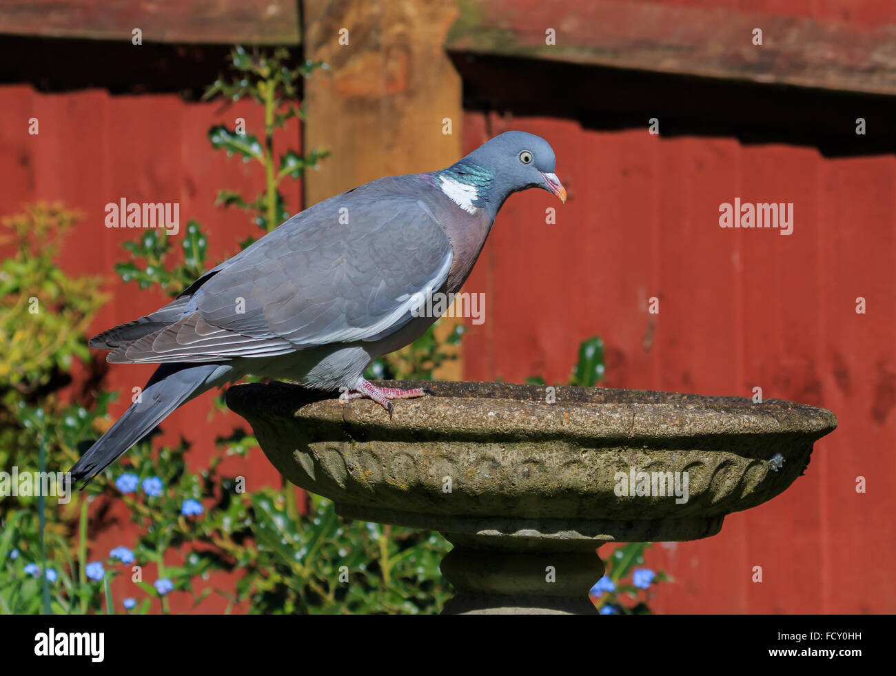 Wood pigeon perched hi-res stock photography and images - Alamy