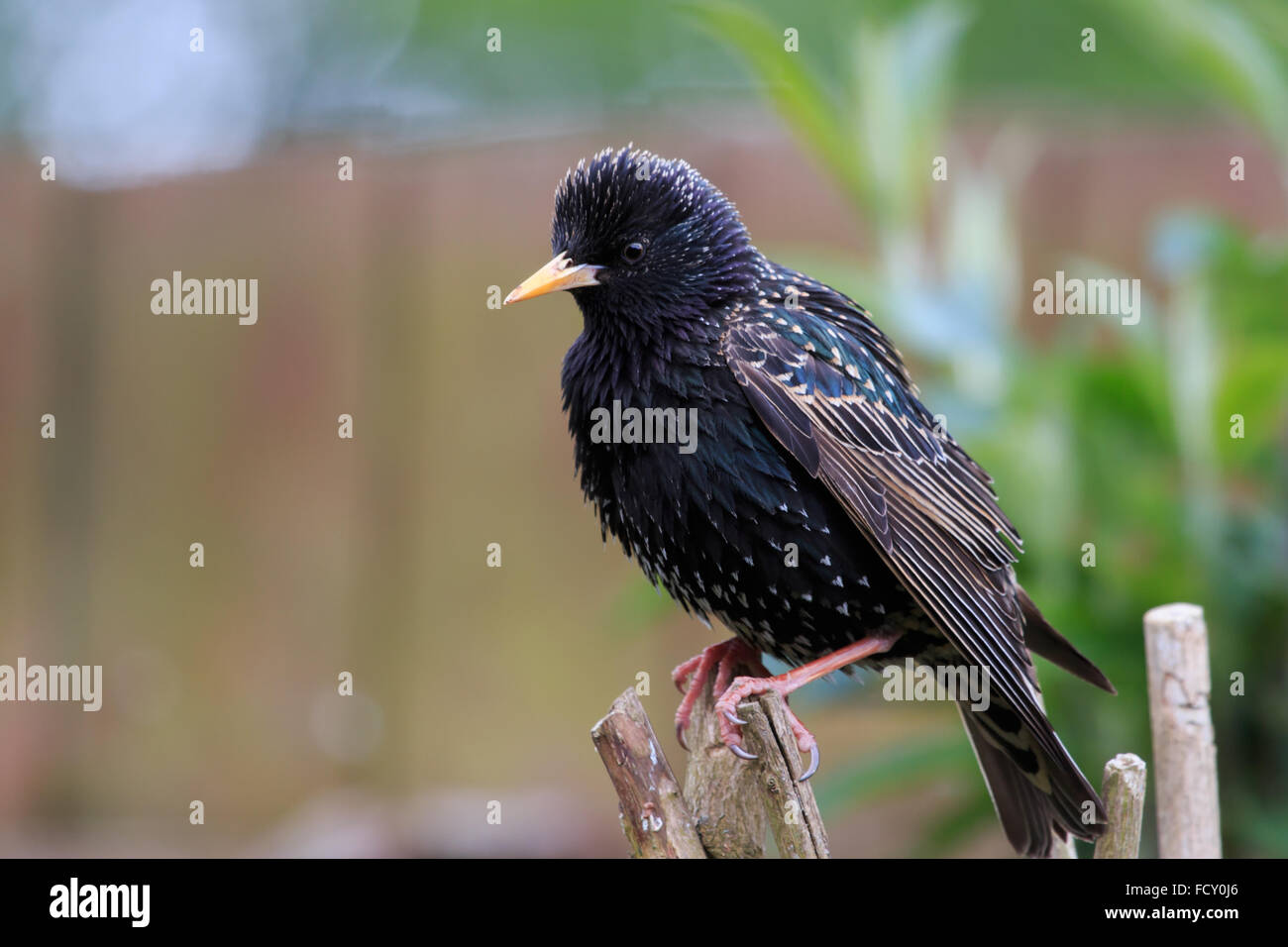 Common Starling Eye High Resolution Stock Photography and Images - Alamy