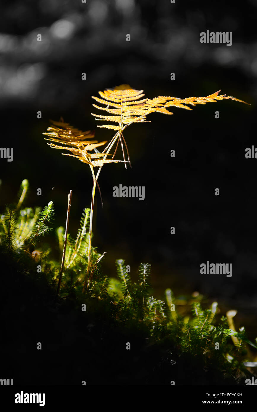 Farn hi-res stock photography and images - Alamy