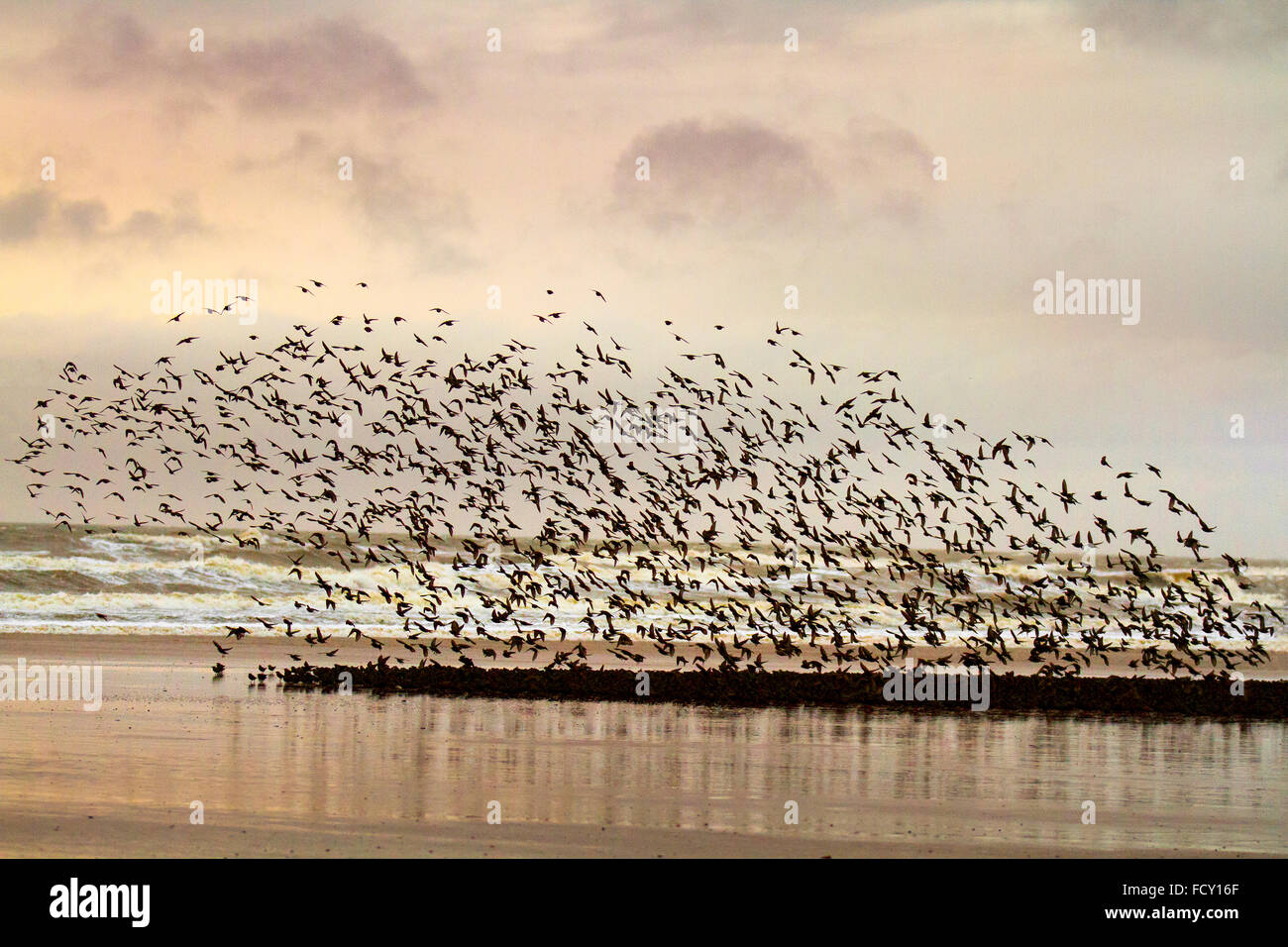 flock fly animal starling flight swarm bird dusk murmuration blackpool ...