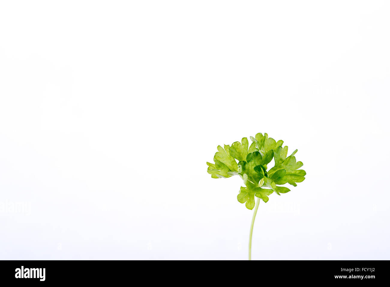 picture of parsley on a white background Stock Photo - Alamy