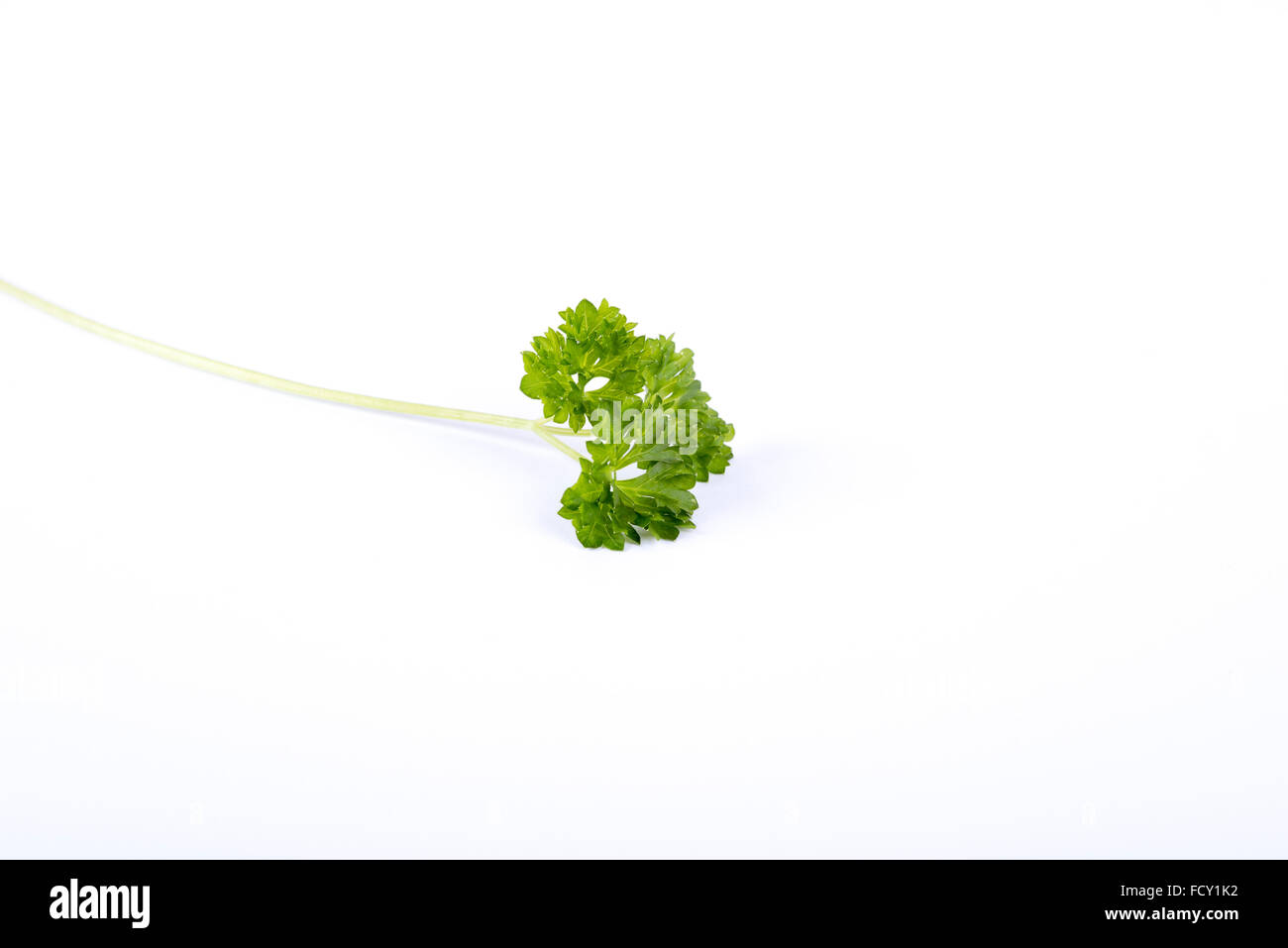 picture of parsley on a white background Stock Photo - Alamy