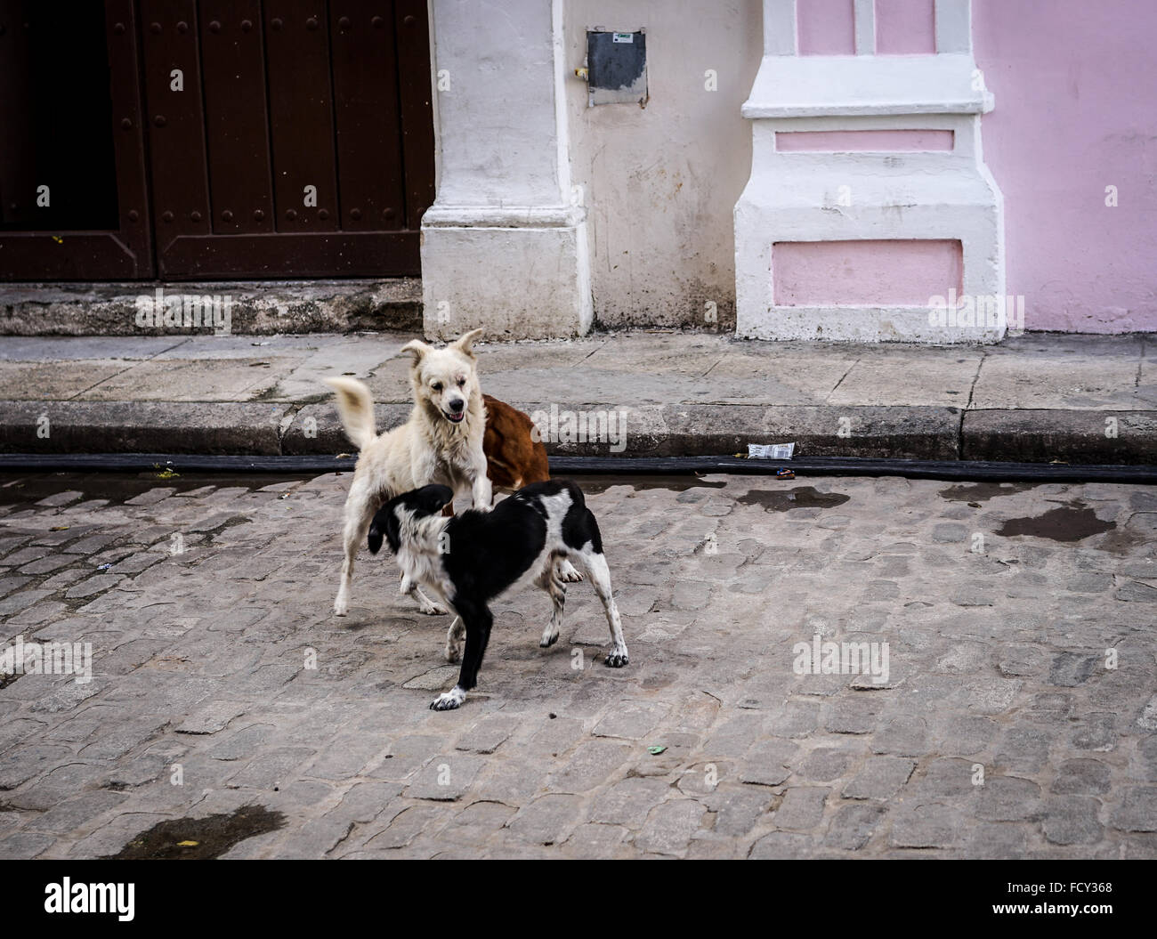 Three cute Street Dogs who are playing, running and sniffing Stock ...