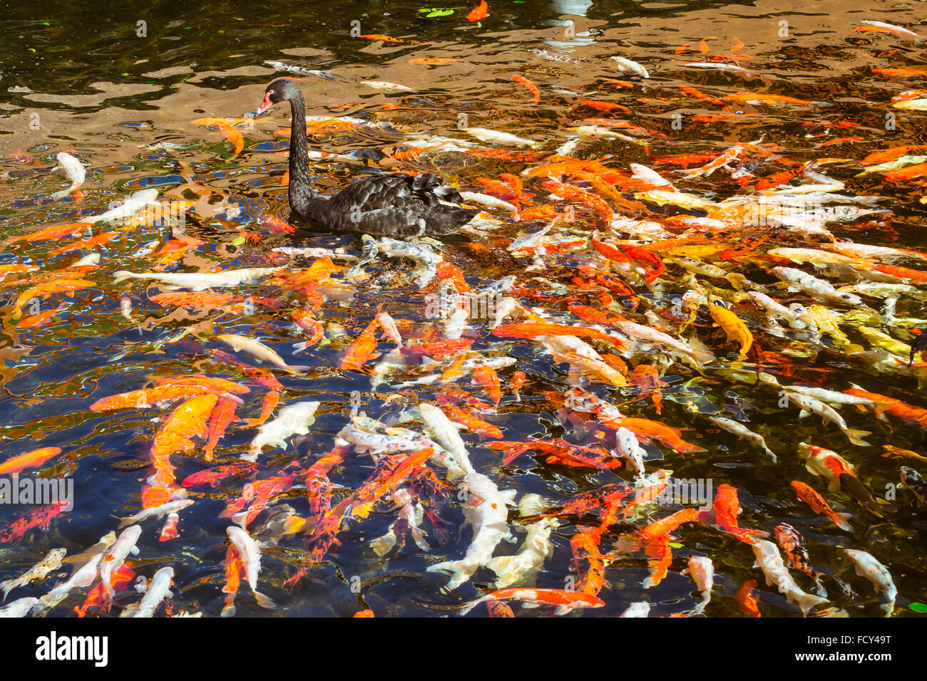 Koi fish pond hi-res stock photography and images - Alamy
