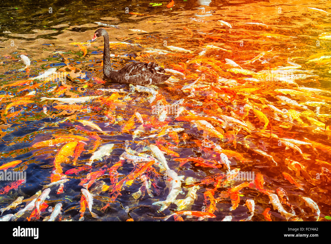 Koi fish pond hi-res stock photography and images - Alamy