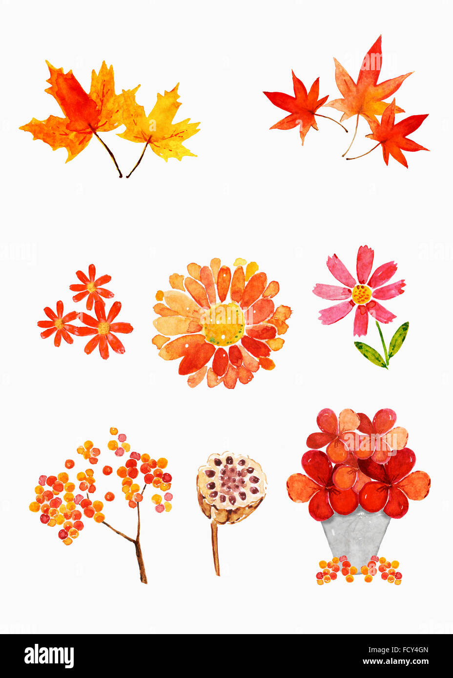 Plants and flowers in fall illustration Stock Photo - Alamy