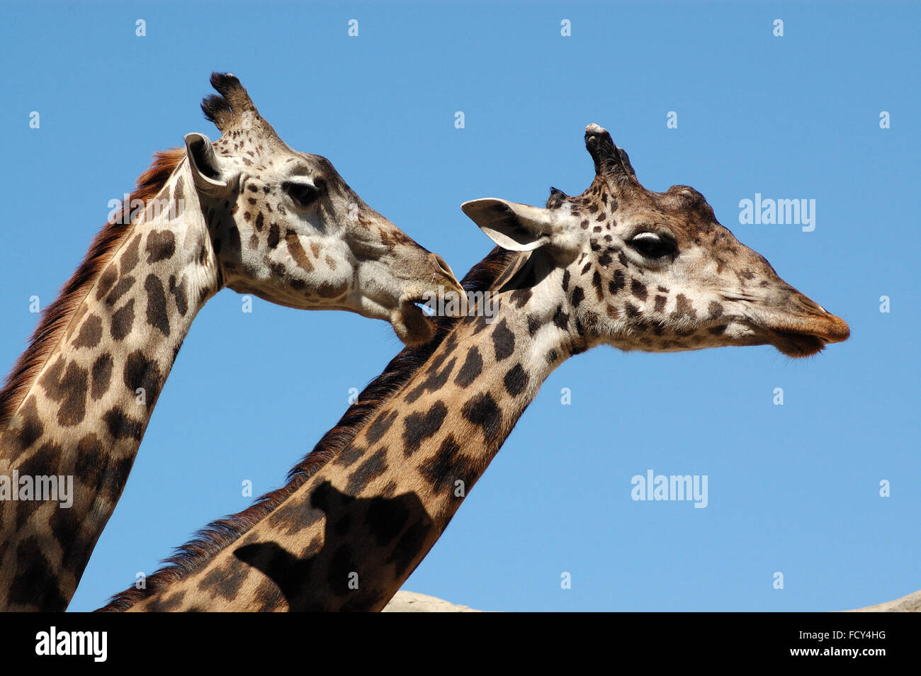 Heads of two giraffes Stock Photo - Alamy