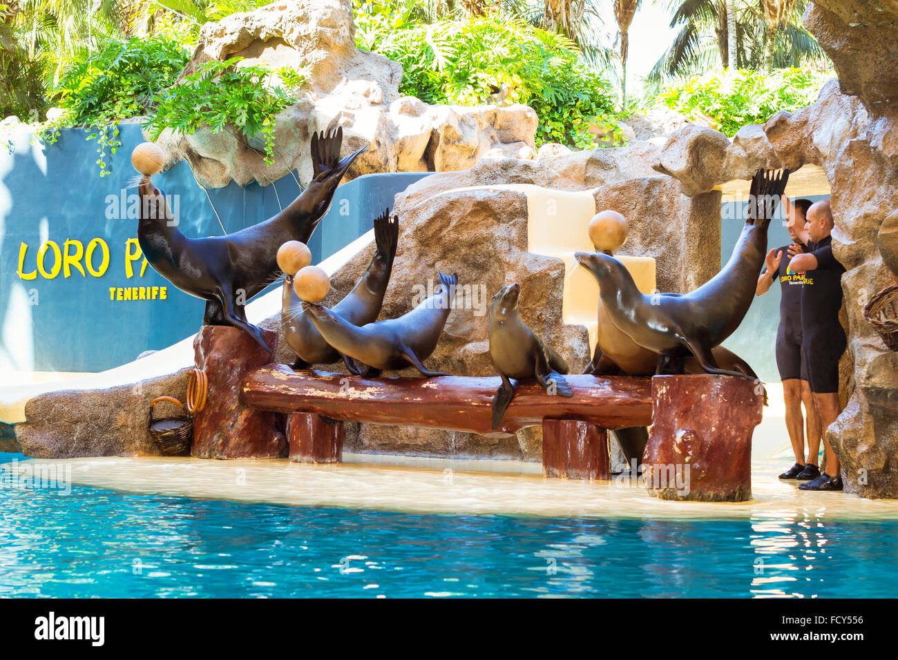 Seal feeding underwater hi-res stock photography and images - Alamy