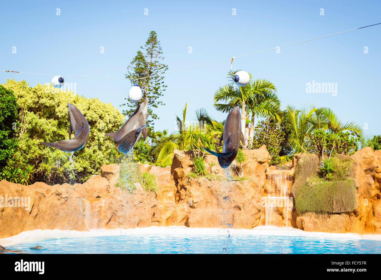 Show with dolphins in the pool, Loro parque, Tenerife Stock Photo - Alamy