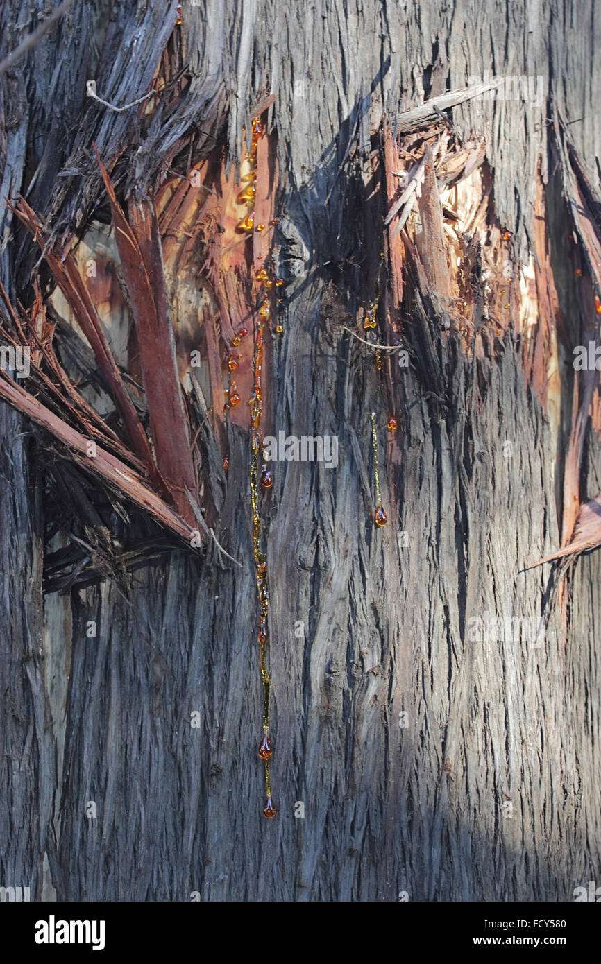 resin produced by cypress tree (Cupressus sempervirens Stock Photo - Alamy