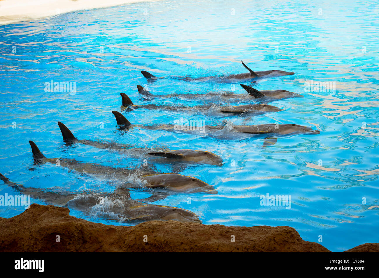 Show with dolphins in the pool, Loro parque, Tenerife Stock Photo - Alamy