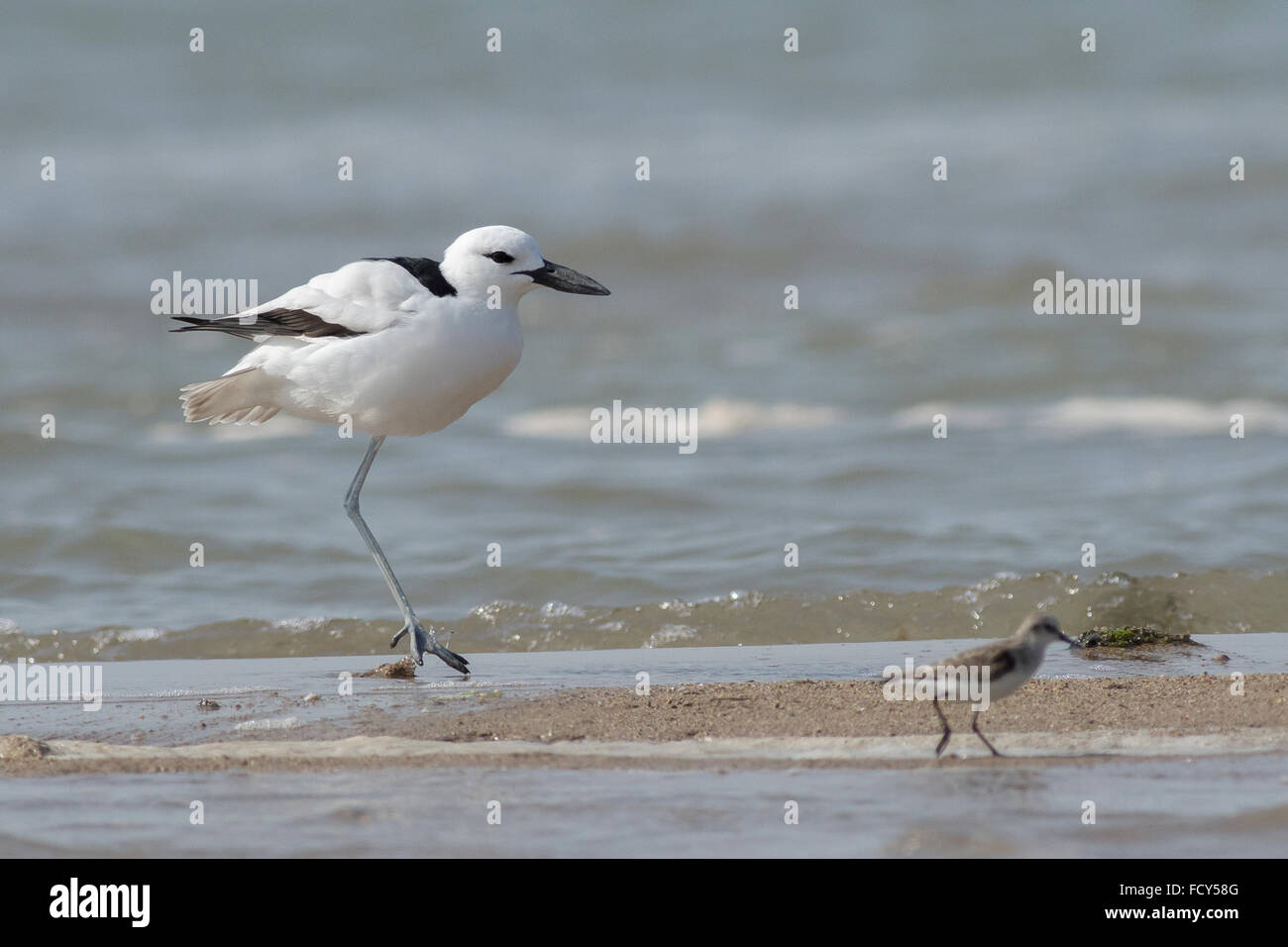 Indian ground crab hi-res stock photography and images - Alamy