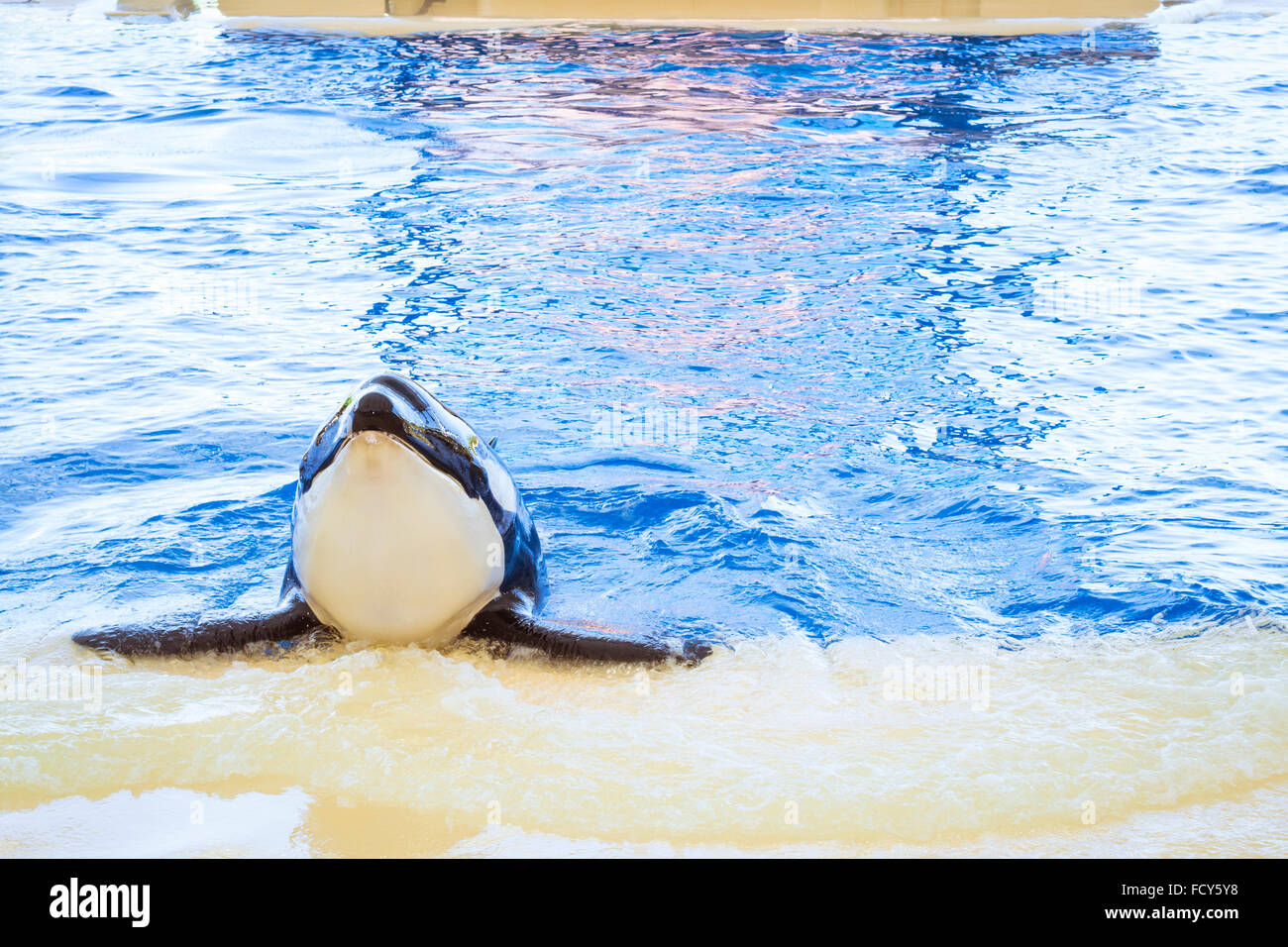 Killer whale park underwater hi-res stock photography and images - Alamy