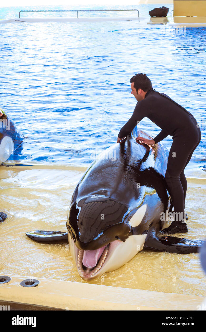 Killer whale park underwater hi-res stock photography and images - Alamy