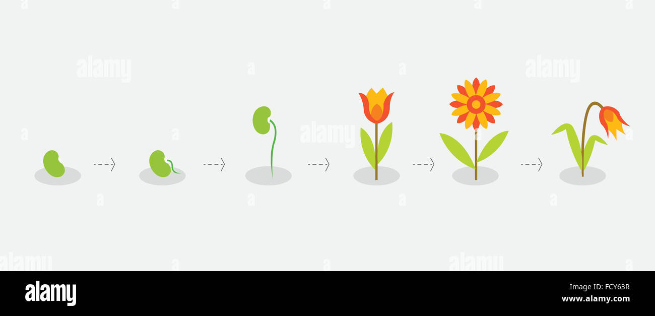 Growth process of a flower Stock Photo - Alamy