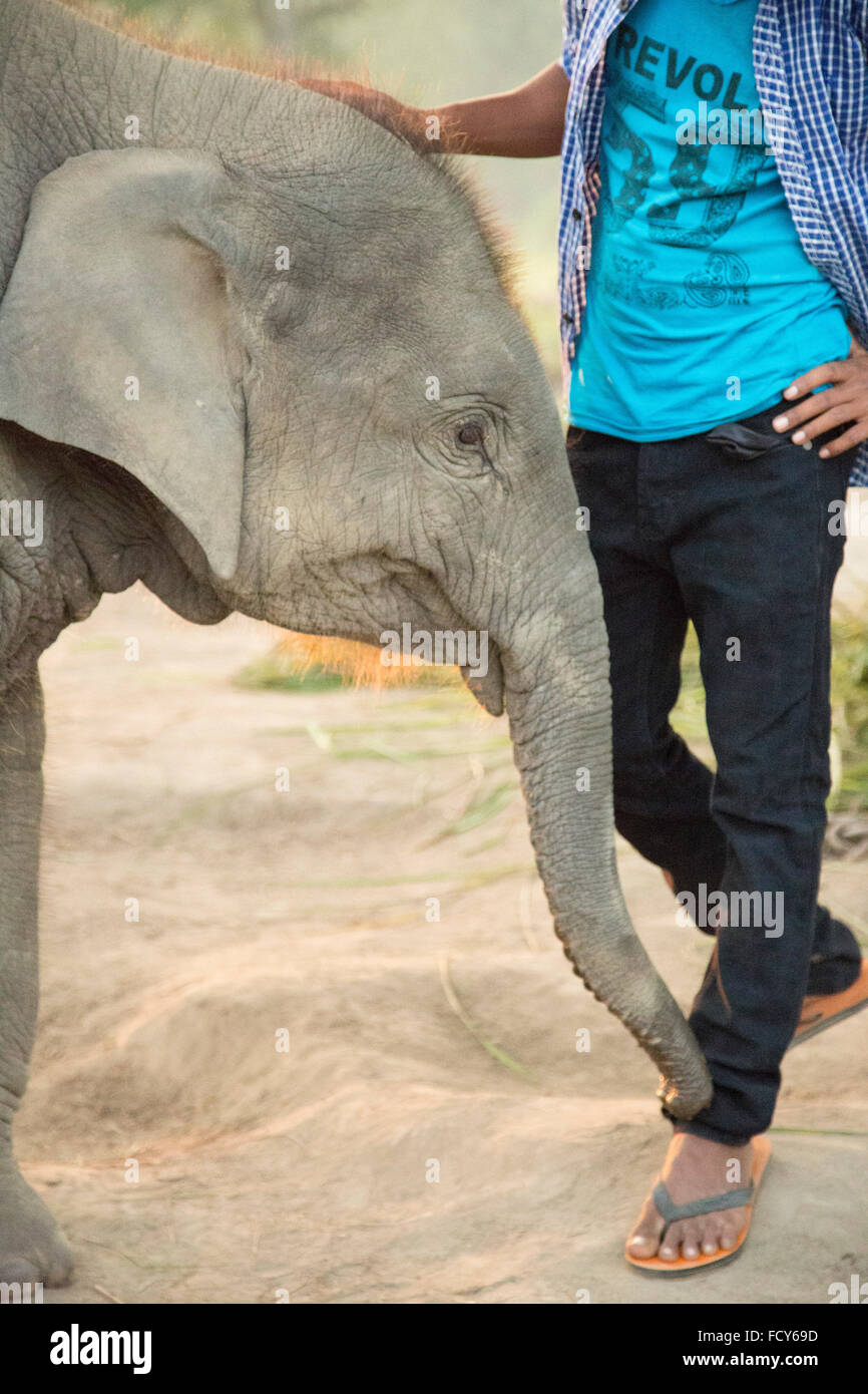 Baby Elephant and his keeper Chitwan Nepal Elephant Breeding Centre ...