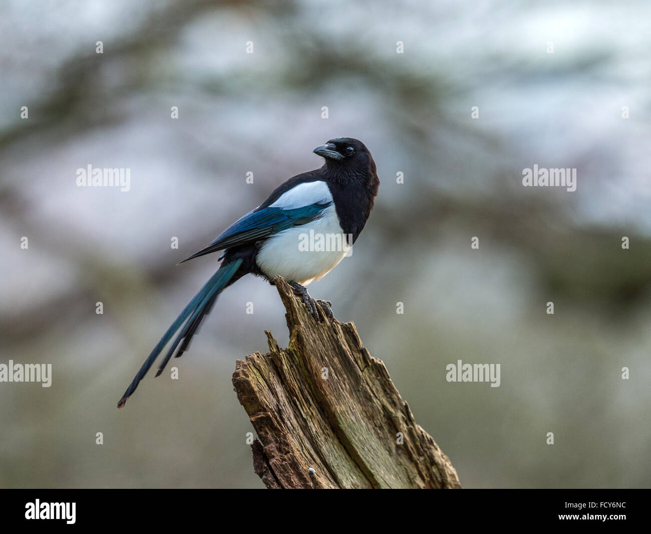 Magpie uk hi-res stock photography and images - Alamy