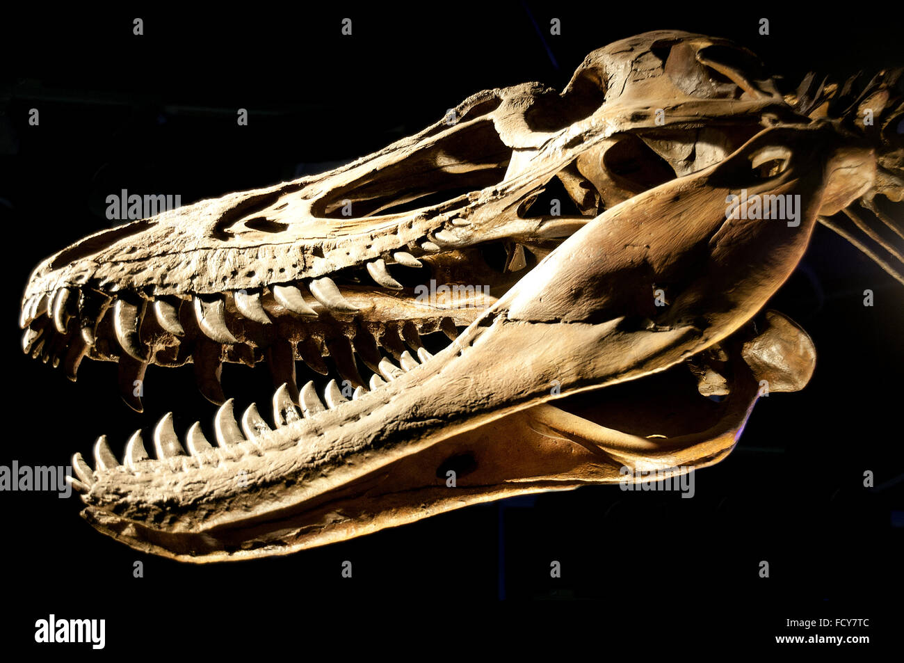 T Rex fossil skeleton at a museum Stock Photo - Alamy