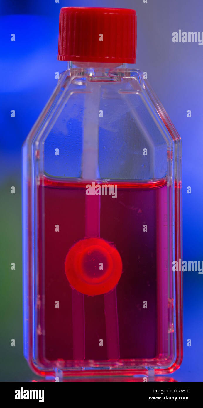 A bottle containing an eye cornea transplant pictured in a laboratory ...