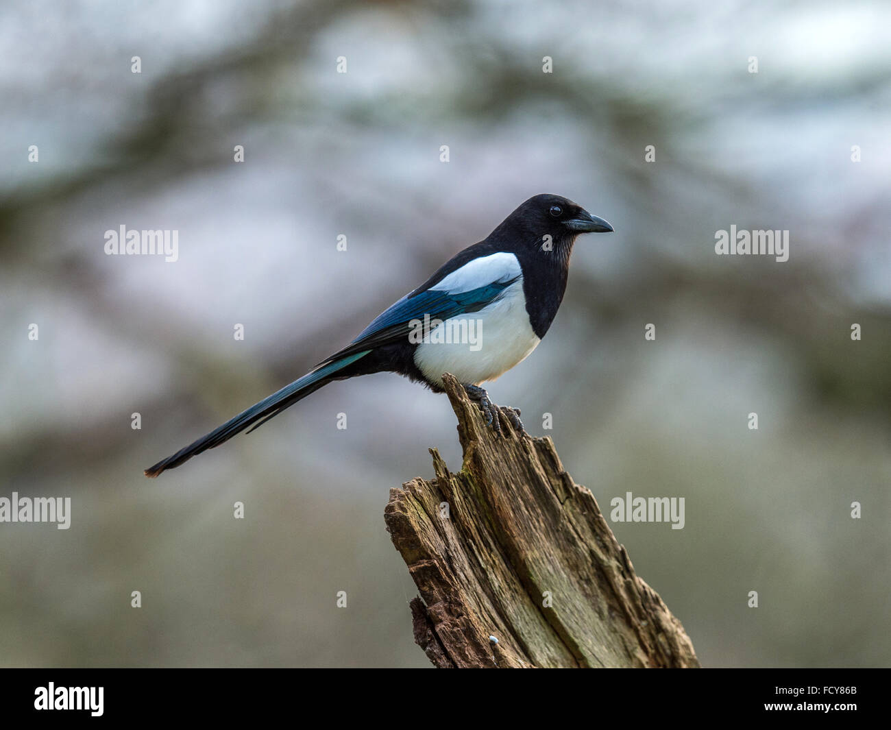 Single adult Magpie (Pica pica) foraging in a natural woodland ...