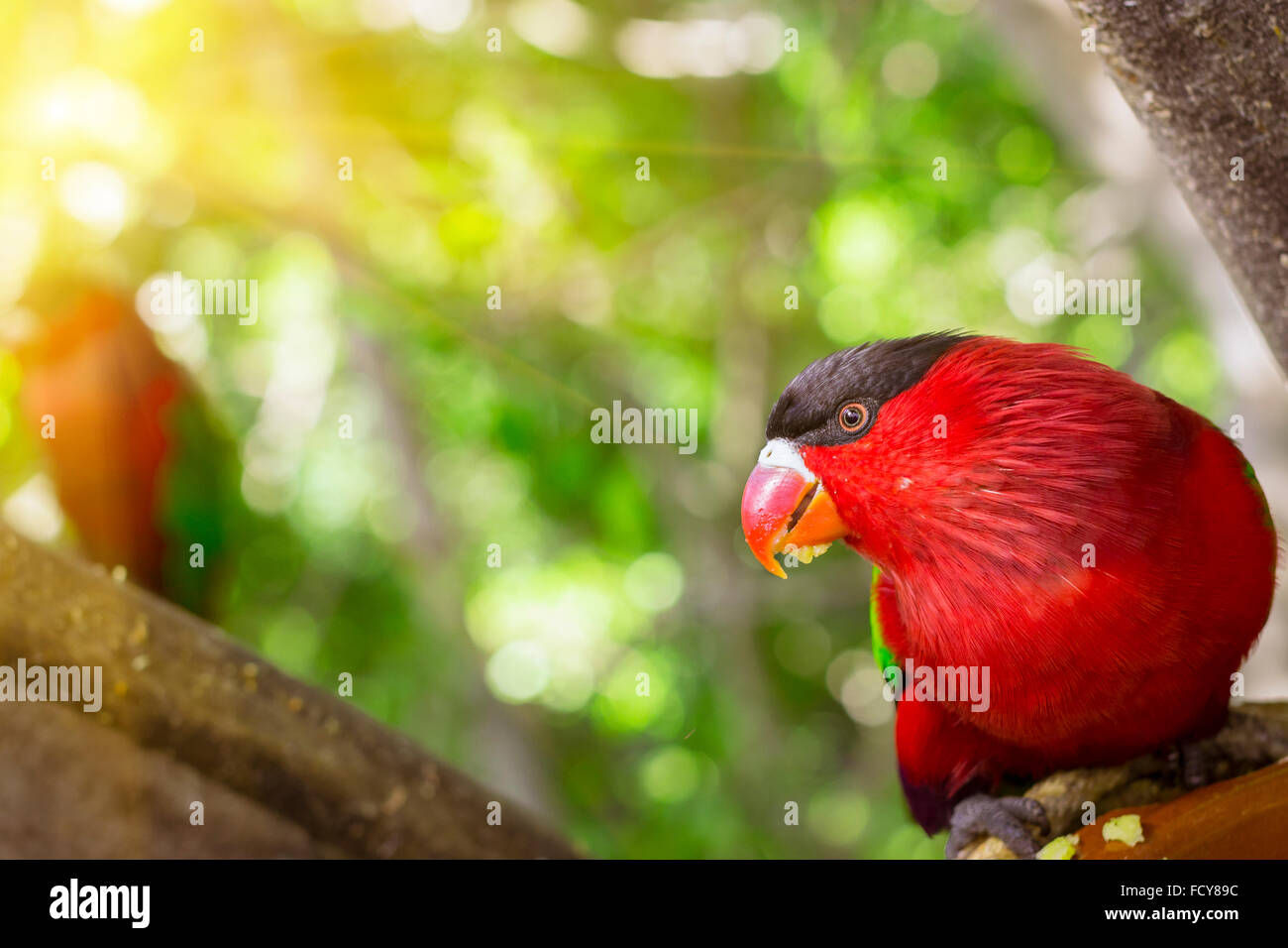 Loro park tenerife hi-res stock photography and images - Alamy