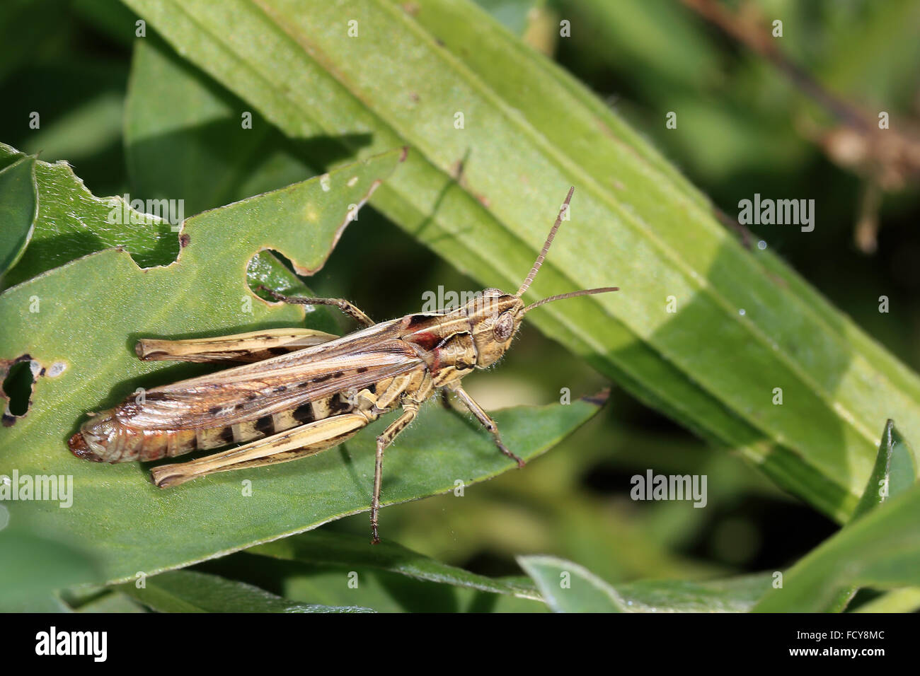 Green grasshopper britain hi-res stock photography and images - Alamy