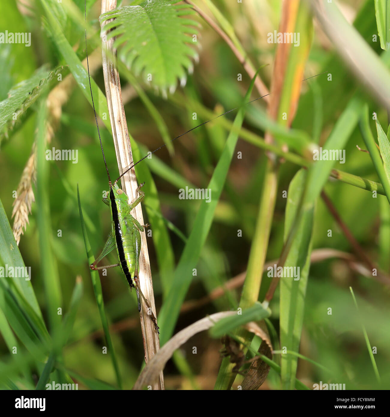 Long winged conehead cricket uk hi-res stock photography and images - Alamy