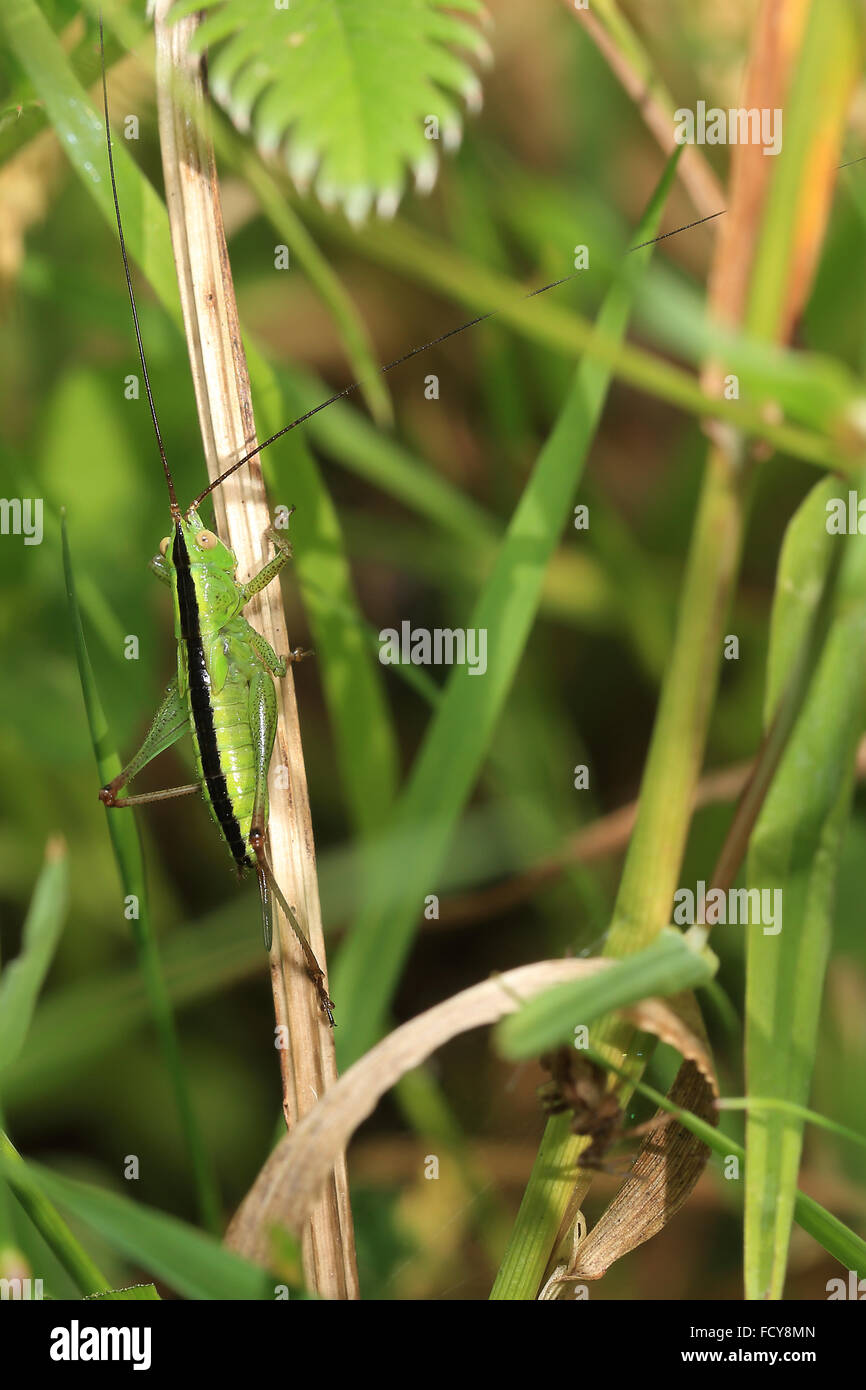 Long-winged Conehead, (Conocephalus discolor) cricket, young female ...
