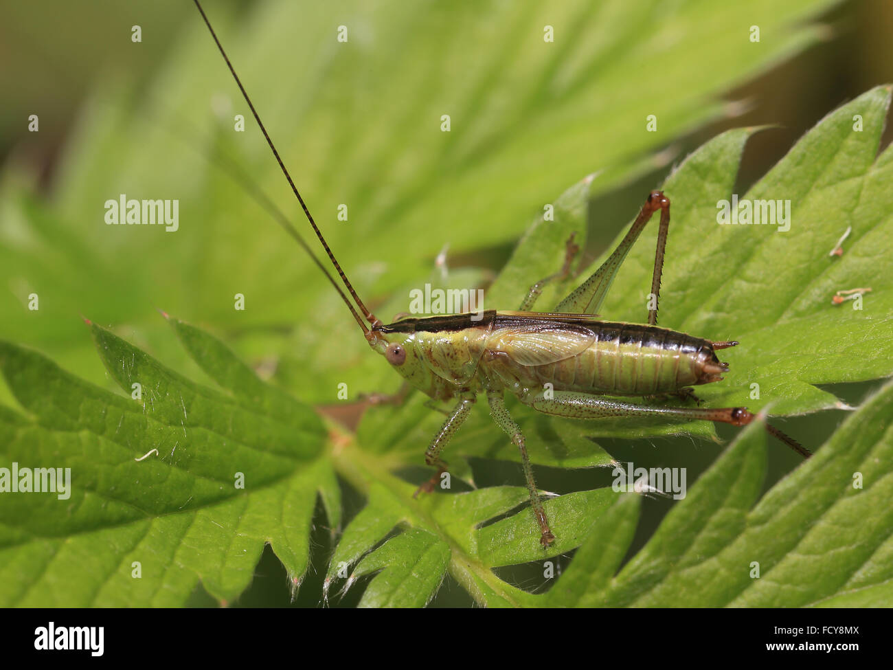 Long winged conehead cricket conocephalus discolor hi-res stock ...