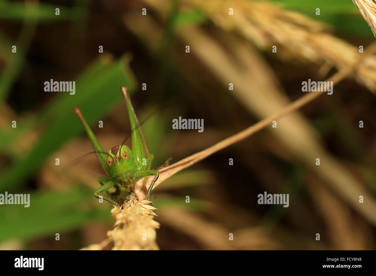 The face of a young Long-winged Conehead, (Conocephalus discolor ...