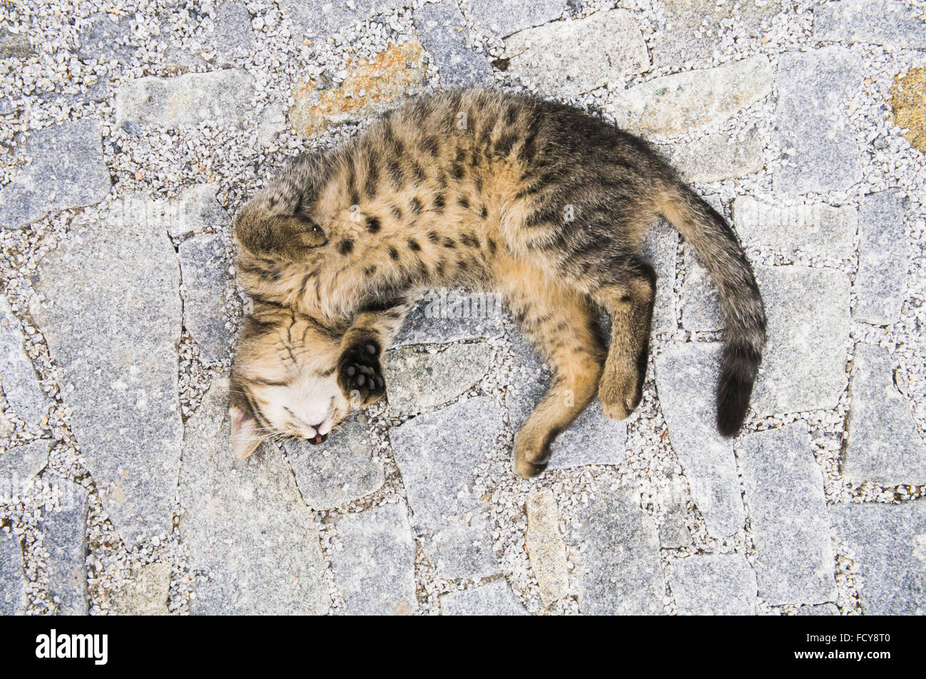 Cat Block High Resolution Stock Photography and Images - Alamy