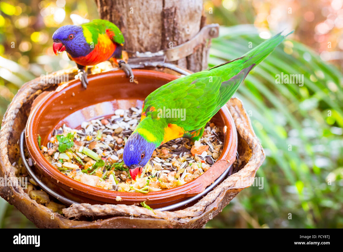 Bright parrot is feeding from bowl with seeds in Loro Park (Loro Parque), Tenerife Stock Photo ...