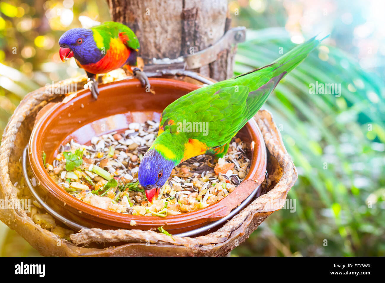 Bright parrot is feeding from bowl with seeds in Loro Park (Loro Parque ...