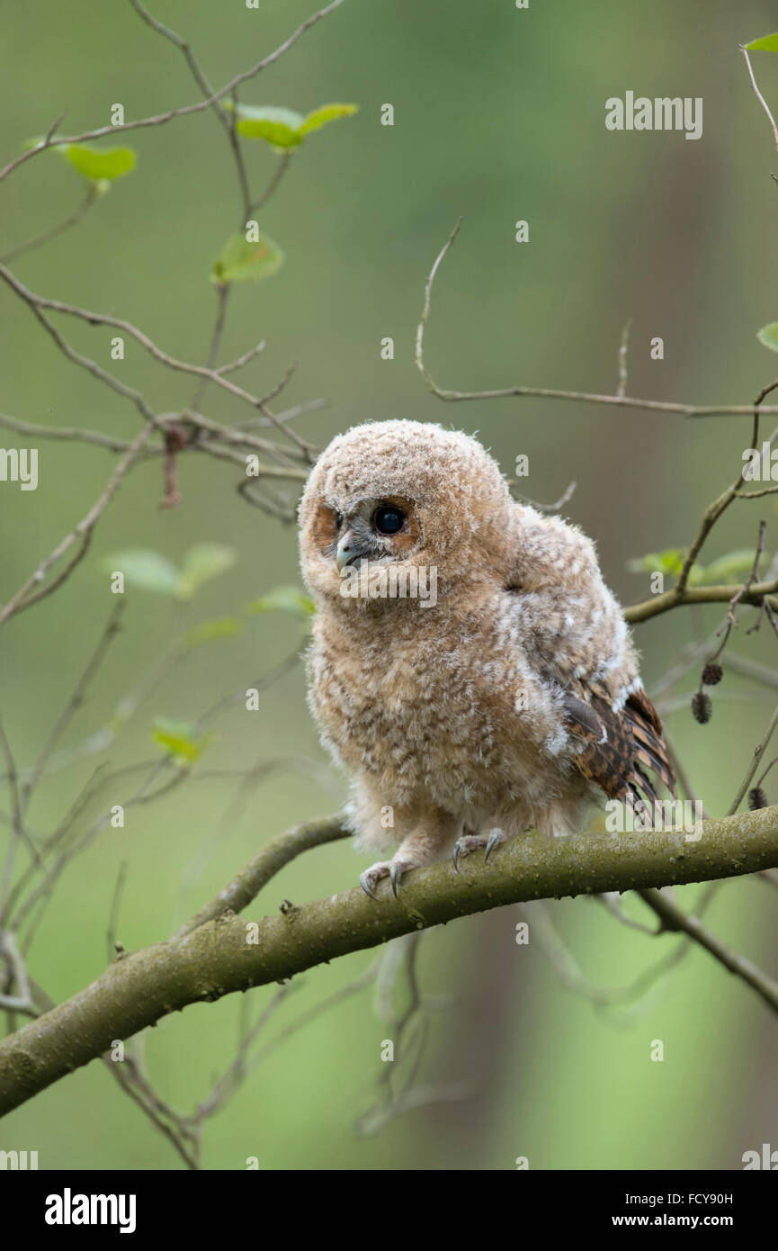 Tawny Owl / Waldkauz ( Strix aluco ), cute fledgling, perched on a ...