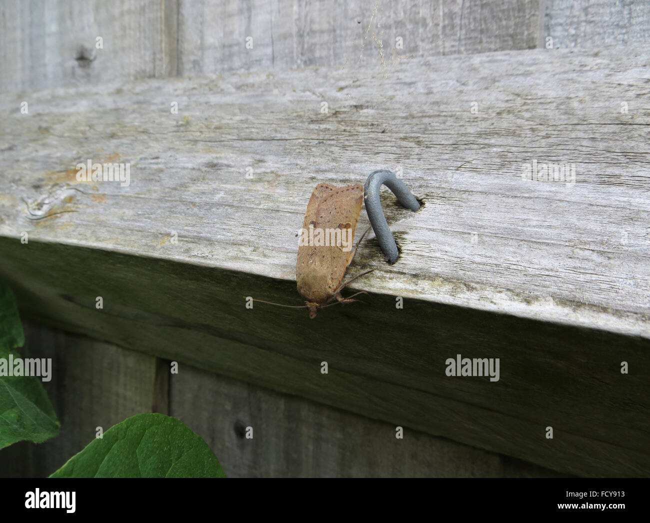 Lesser yellow underwing moth (Noctua comes) on the cross piece of a ...