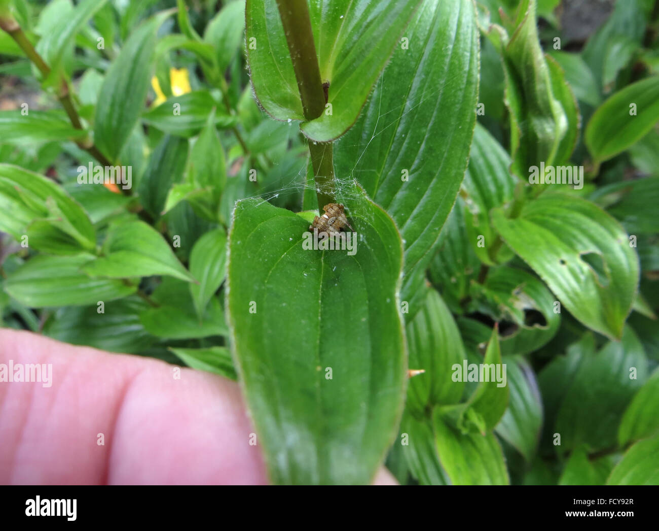 Head-on view of European garden spider (Araneus diadematus) on a toad ...