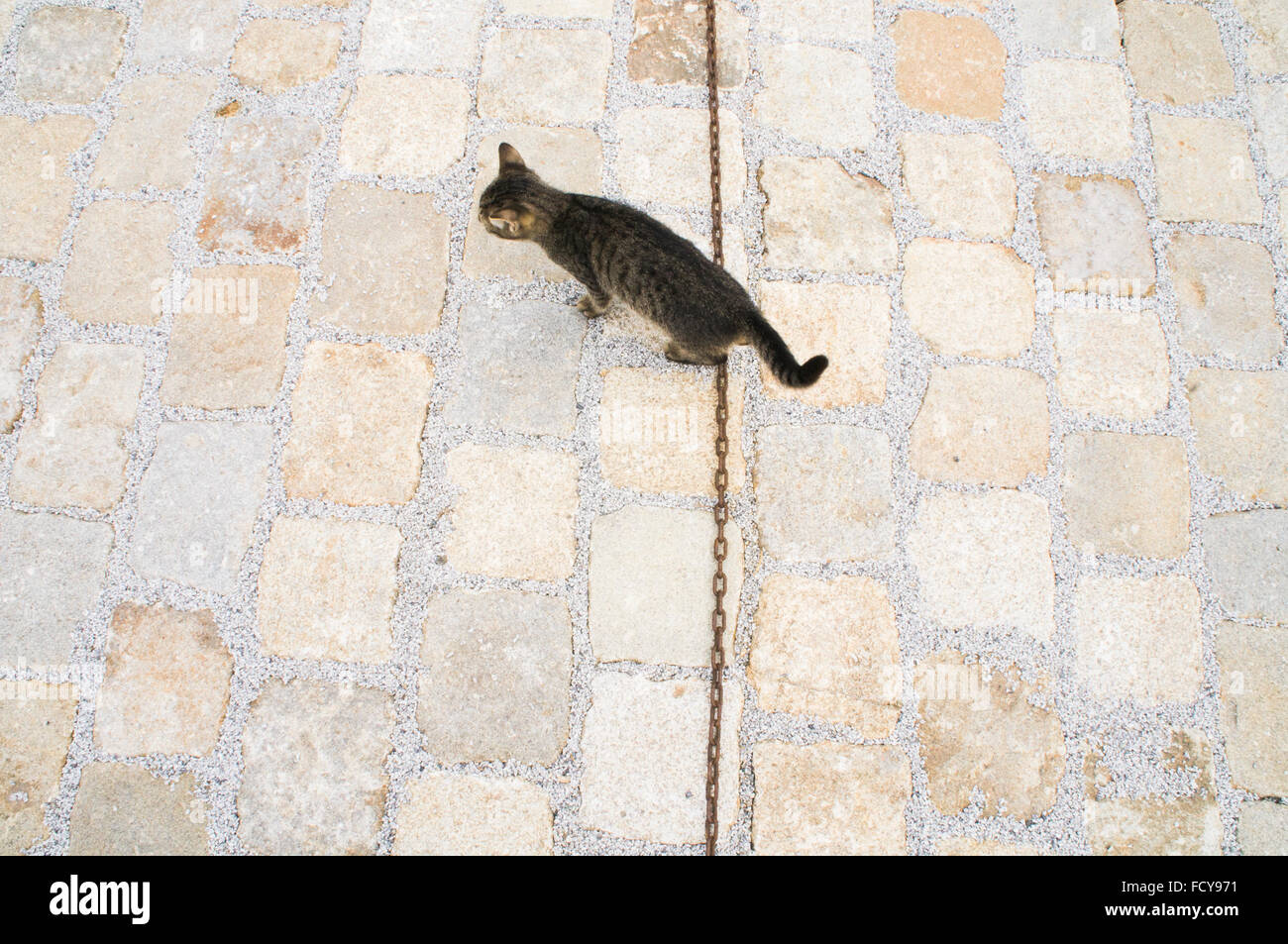 tabby kitten, cat, tomcat, paving, granite sett, setts, chain, stone ...