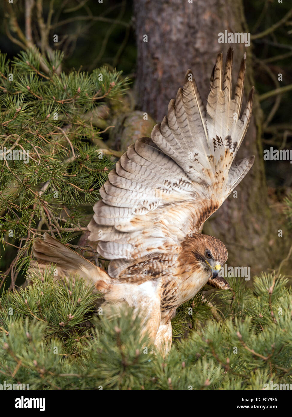 Red Tailed Hawk Landing Drawing