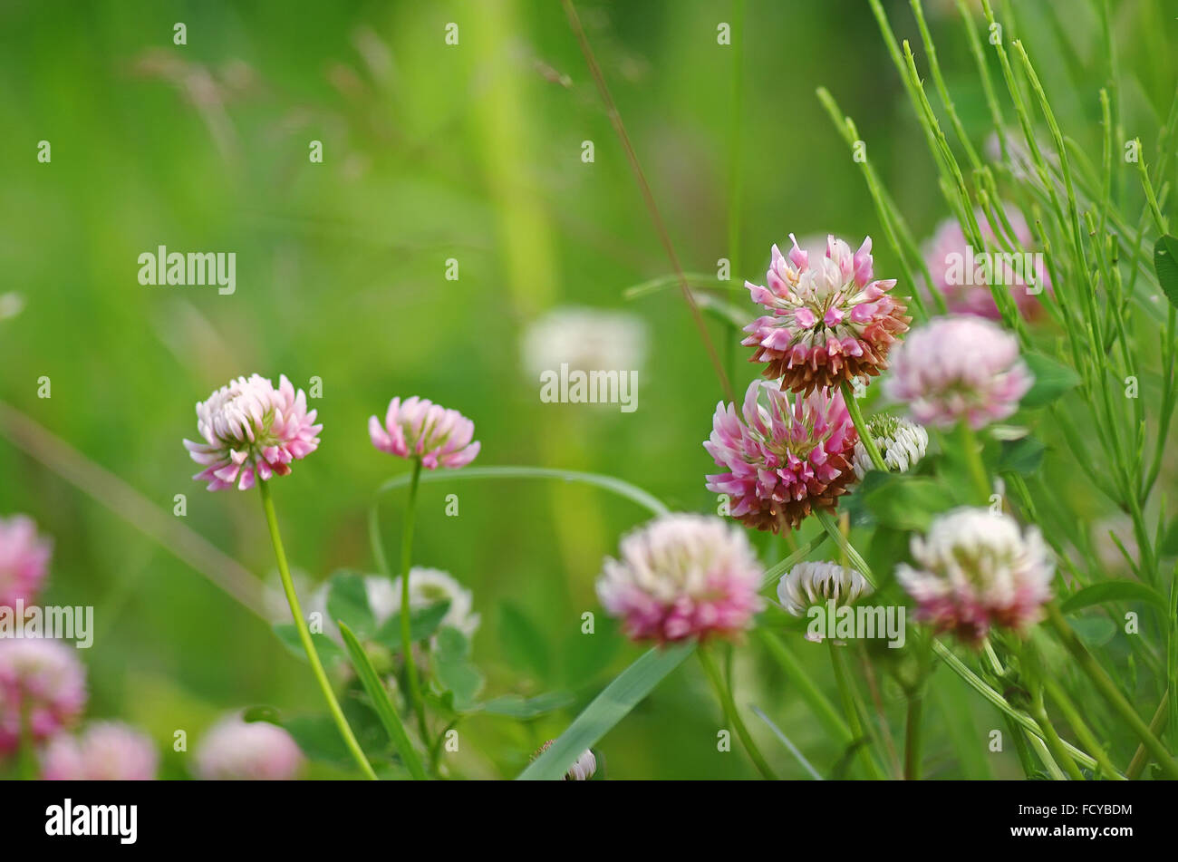 Clover nature hi-res stock photography and images - Alamy
