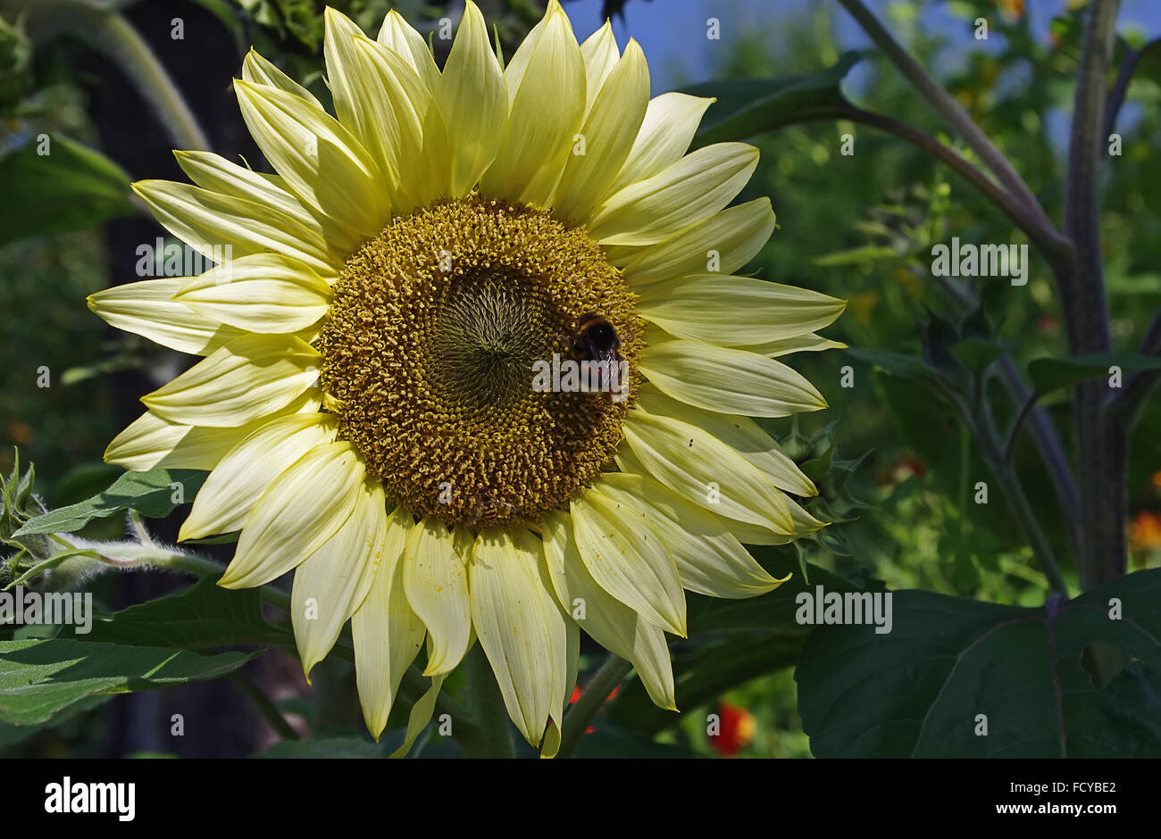 Bright sunflower with a bee in the middle of a flower in partial shade ...