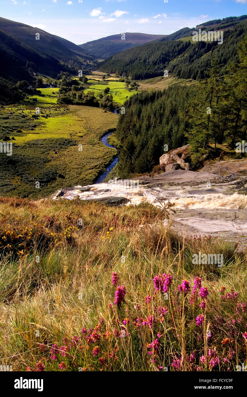 Purple Heather Glenmacnass Waterfall, Wicklow Stock Photo - Alamy