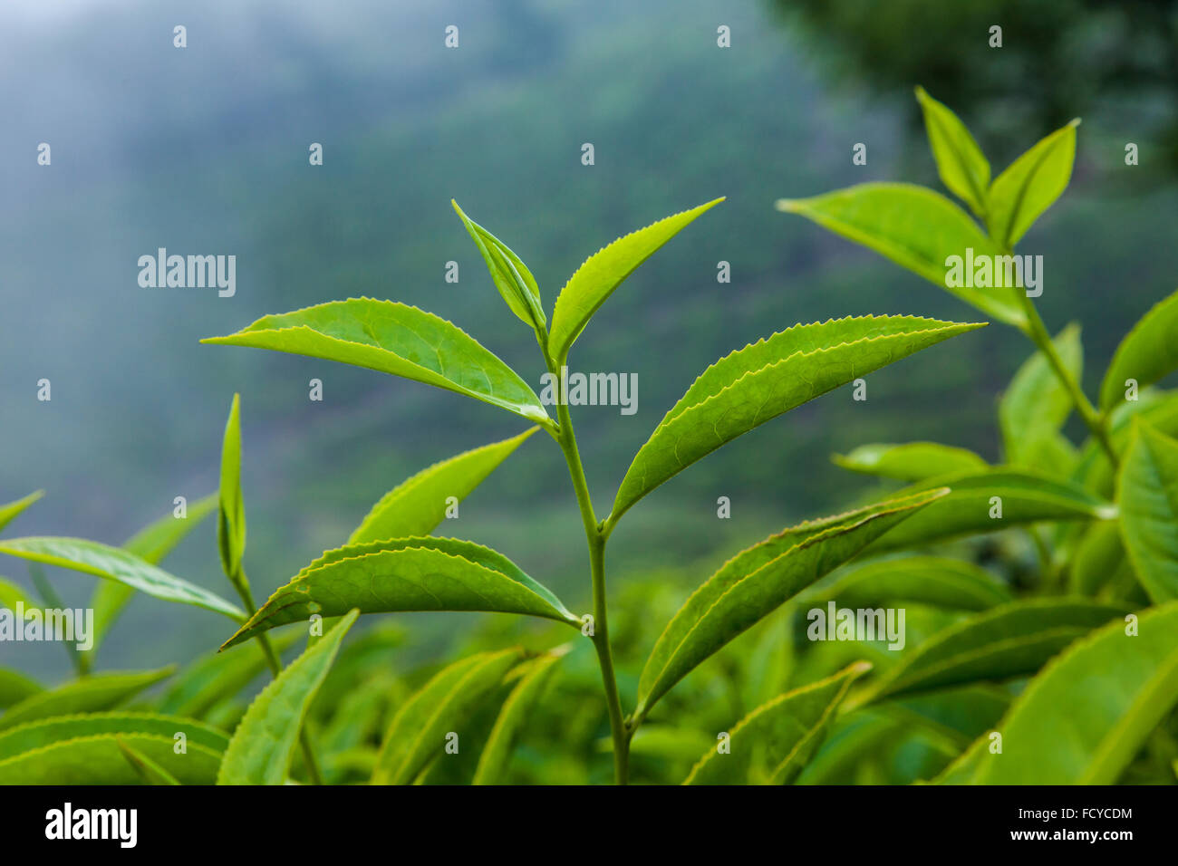 Green tea, Tea leaves, Tea estate, tea plantation, tea valley, fresh ...