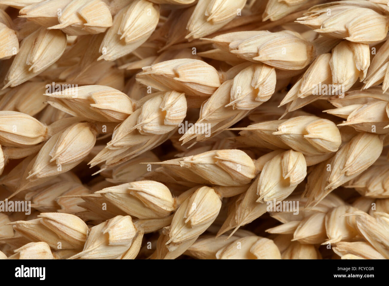 Wheat close up hi-res stock photography and images - Alamy