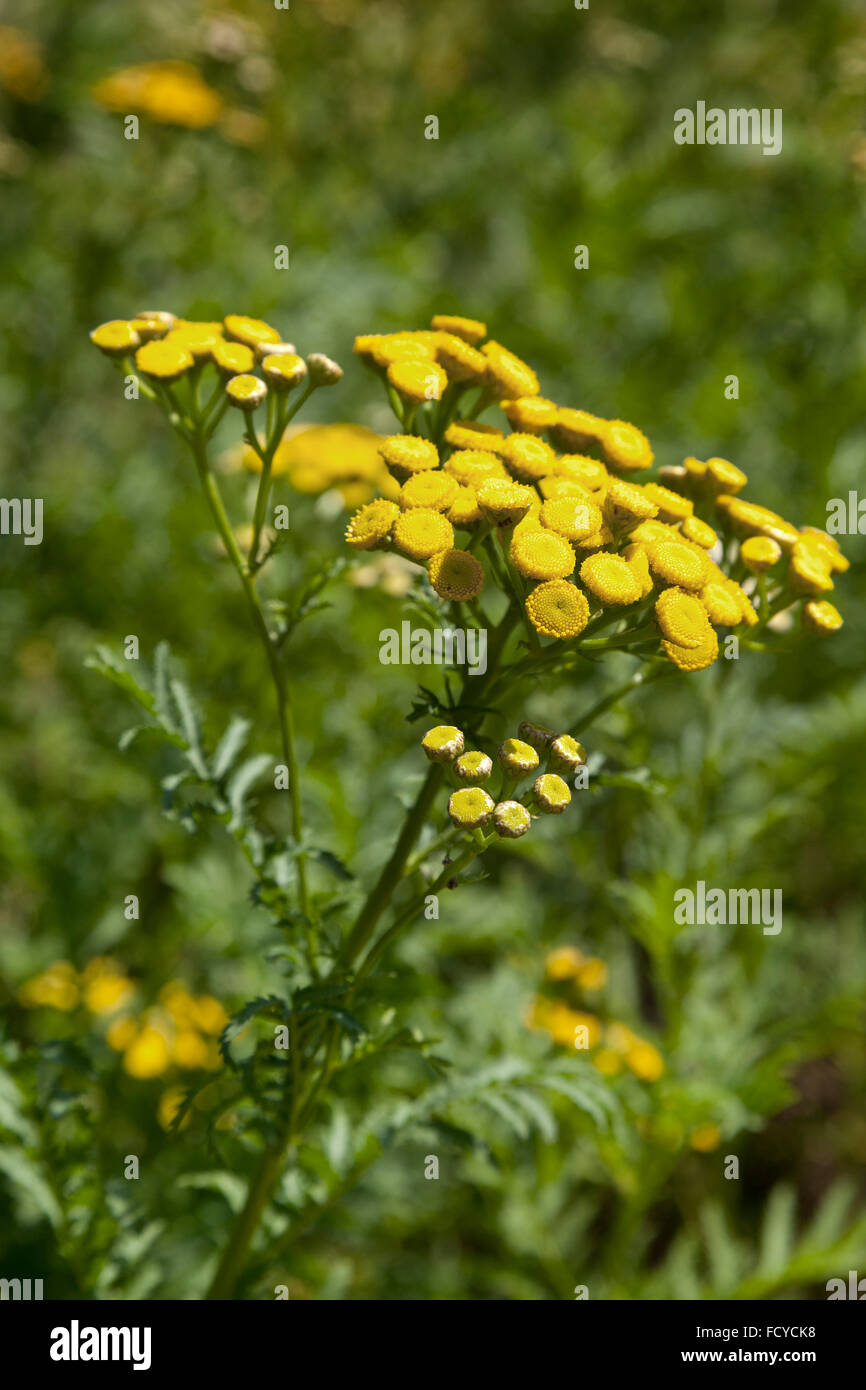 Yellow tansy plant Stock Photo - Alamy