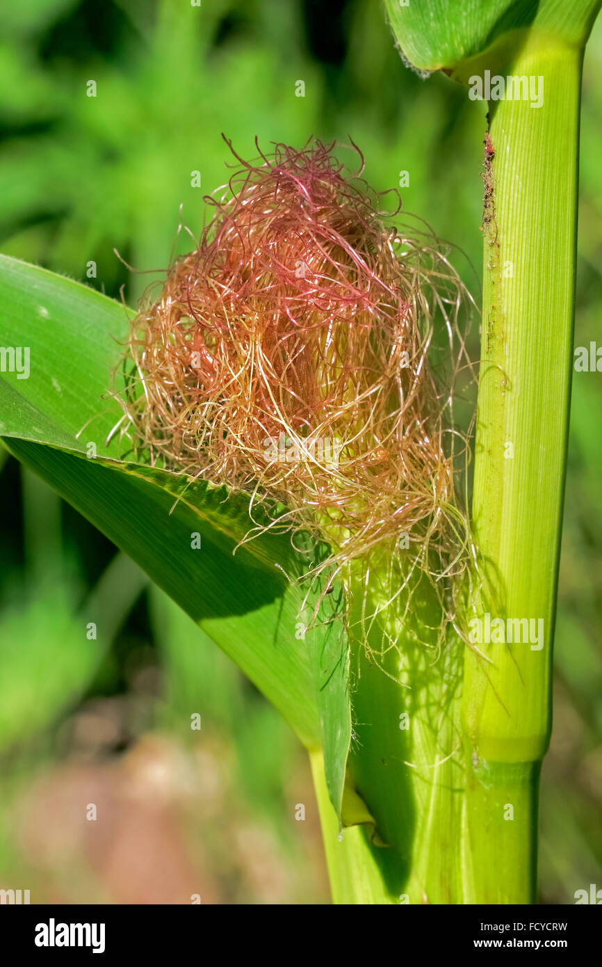 Sweet corn silk hi-res stock photography and images - Alamy