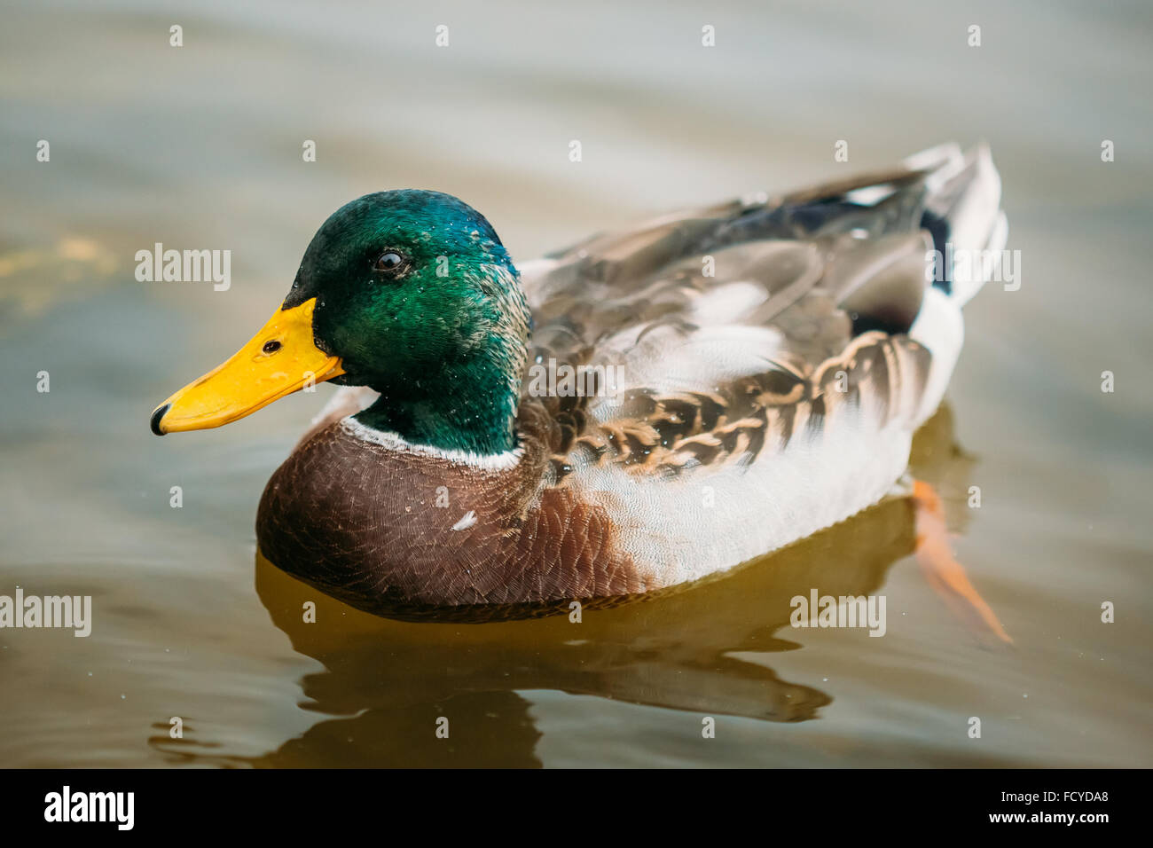 Duck by the river hi-res stock photography and images - Alamy