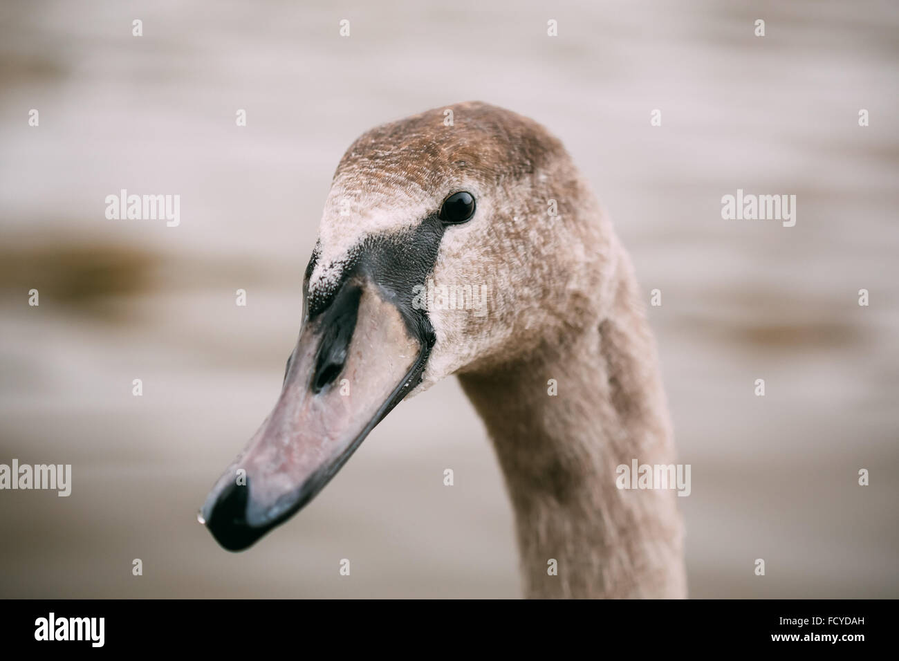 Goose bird hi-res stock photography and images - Alamy