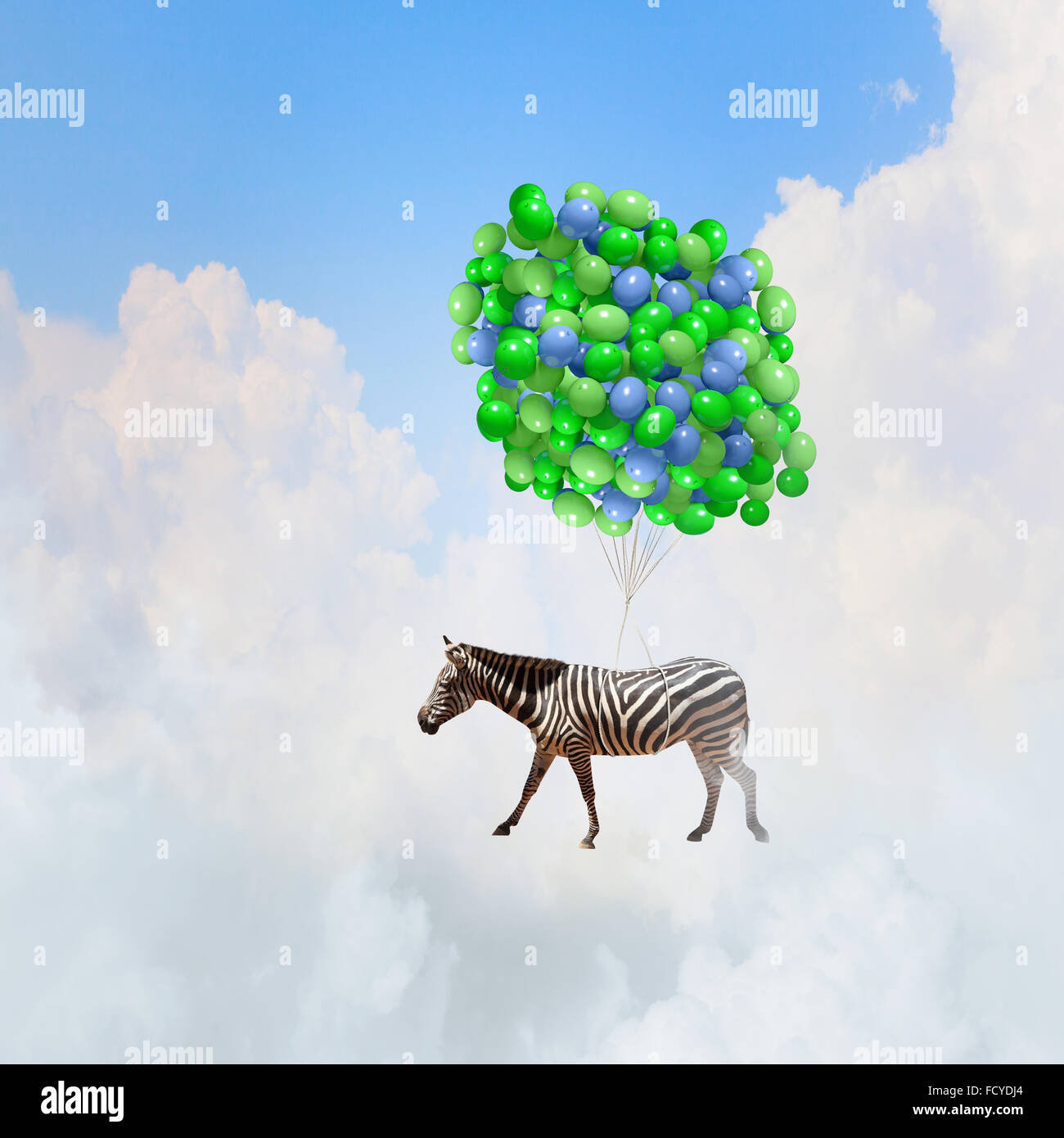 Fantasy image of zebra flying in sky on bunch of colorful balloons ...