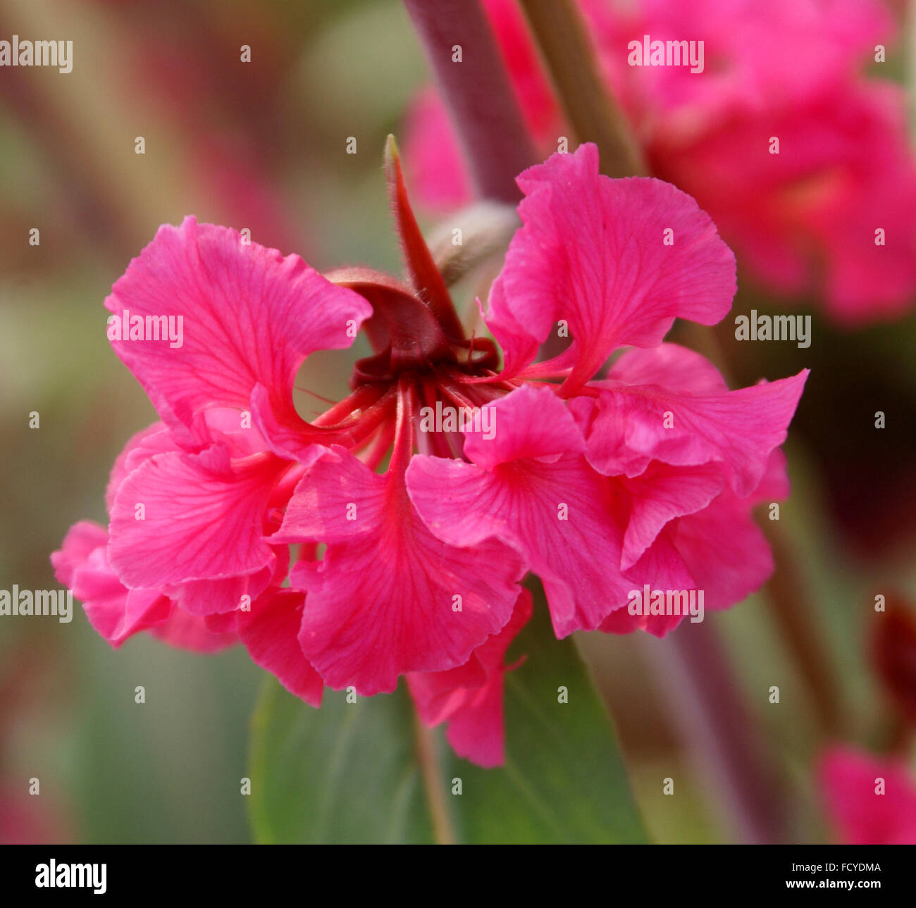 Clarkia unguiculata, Garland flower, ornamental annual garden plant ...