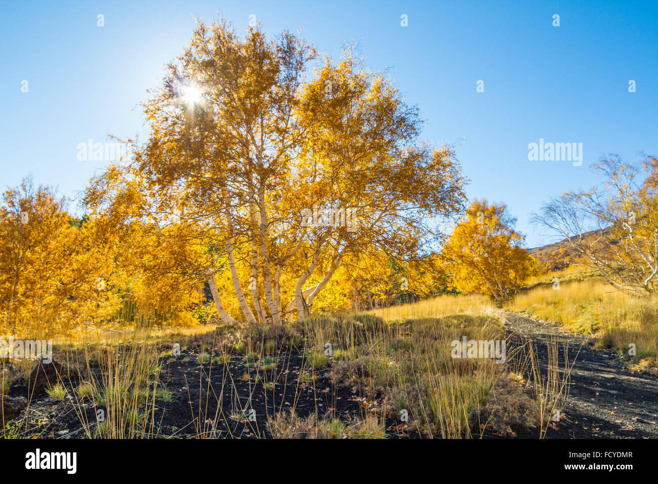 Yellow sky tree hi-res stock photography and images - Alamy